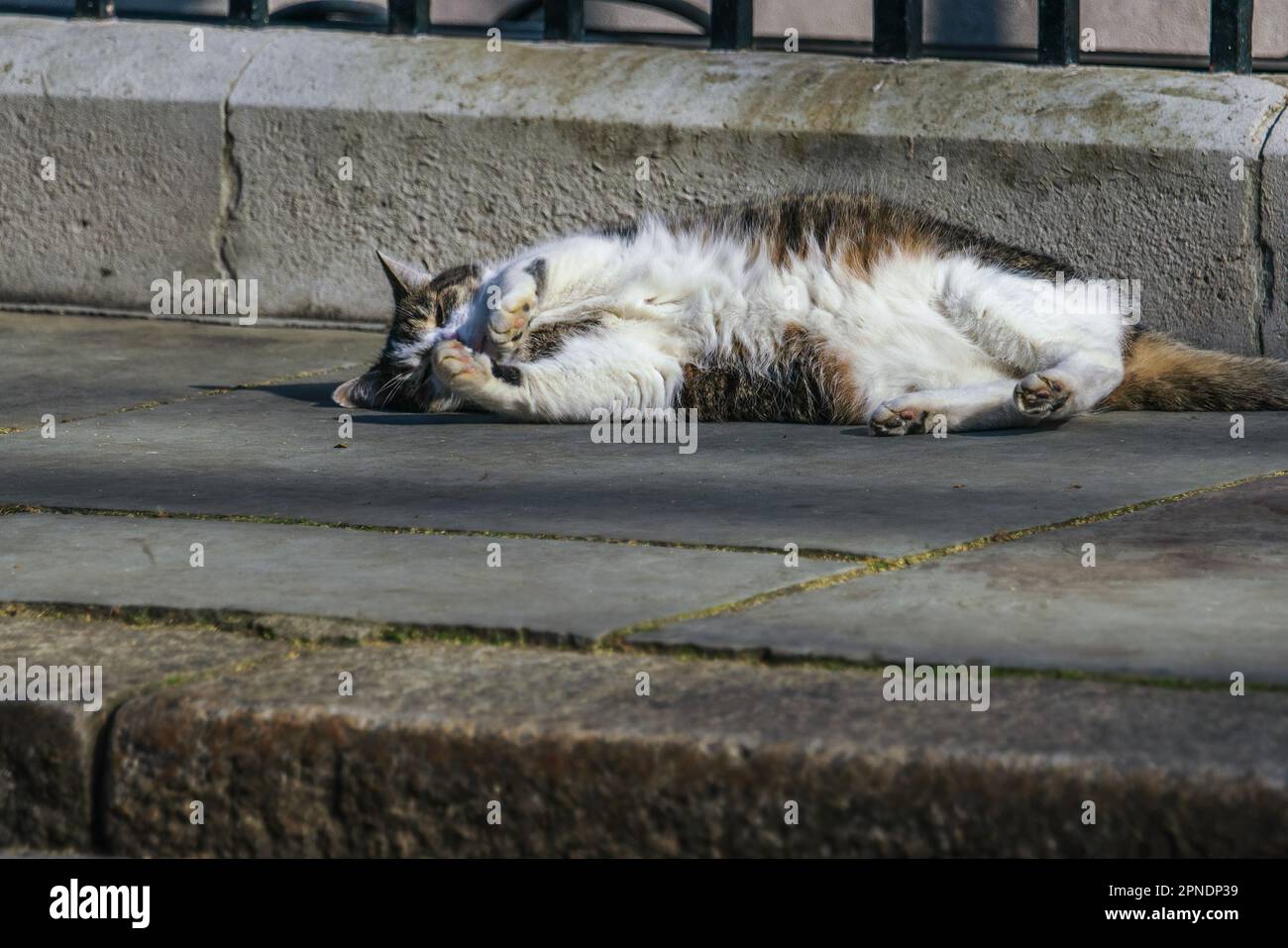 Larry, a grey and white tabby cat and Chief Mouser, enjoys the morning ...