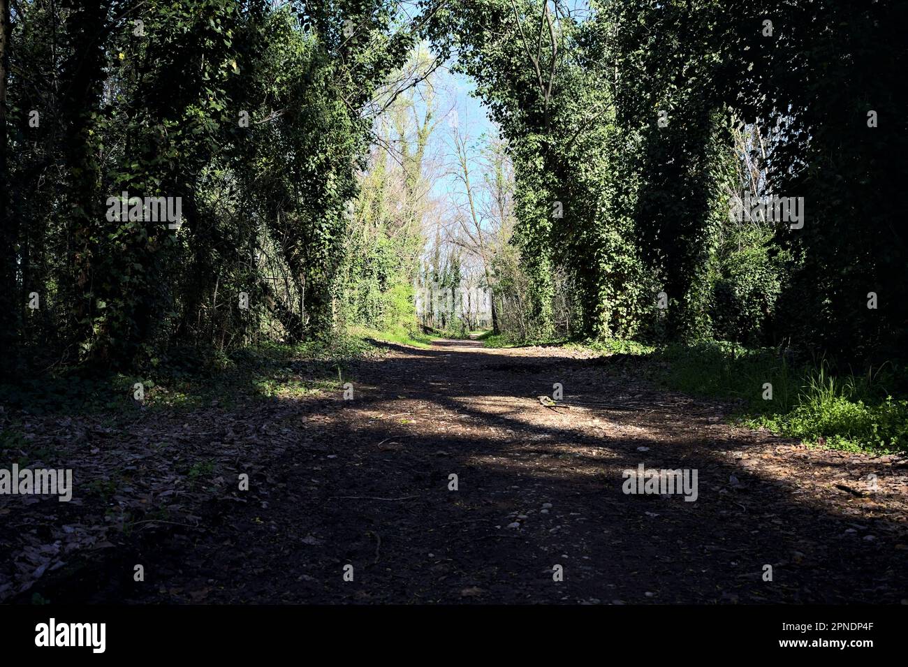 Tree arching branch sun hi-res stock photography and images - Alamy