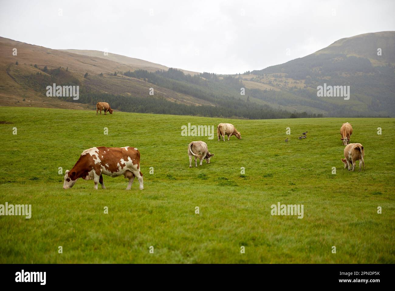 Sheep in field, isle of skye, scotland, uk Stock Photo - Alamy