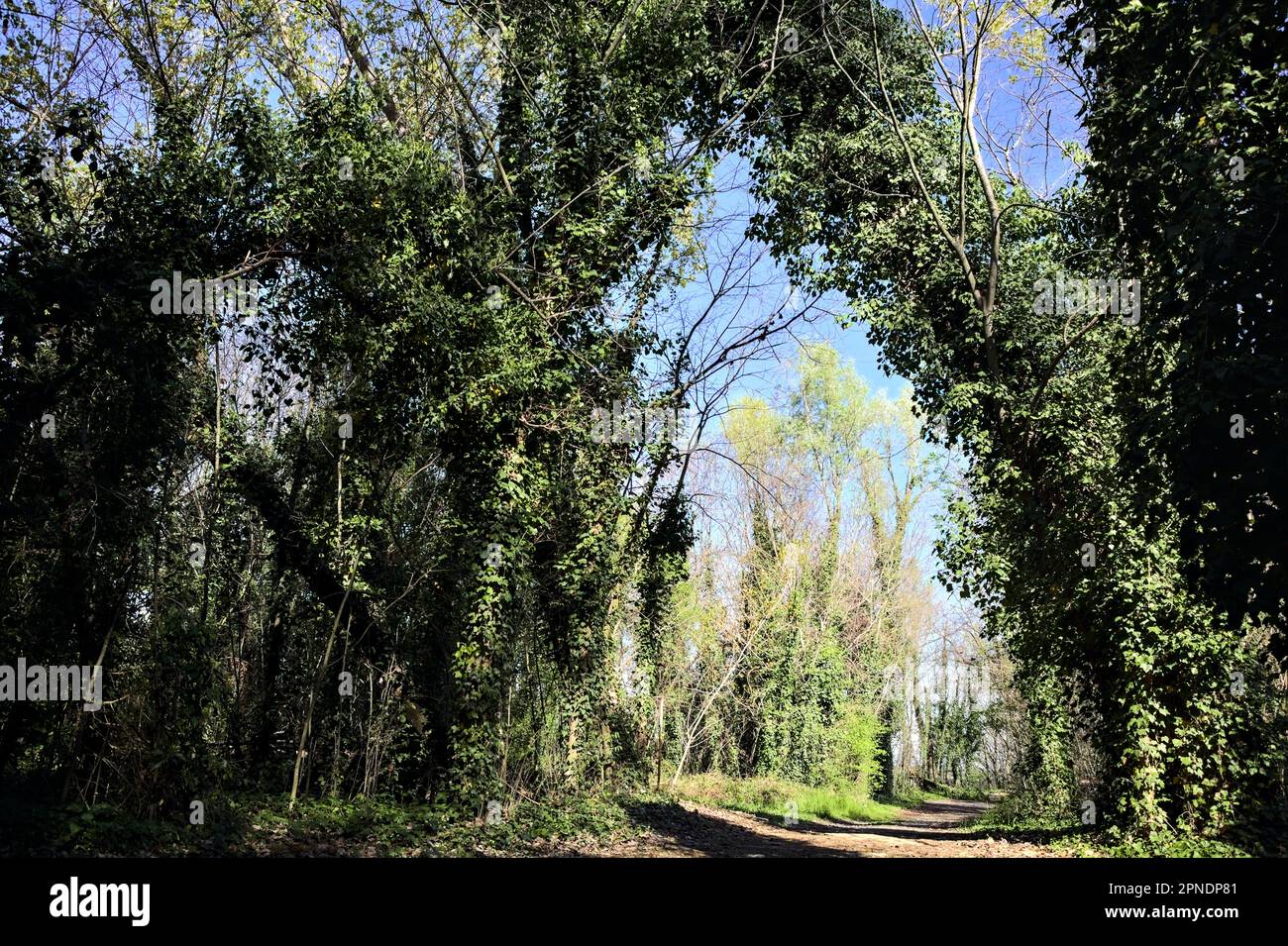 Tree arching branch sun hi-res stock photography and images - Alamy