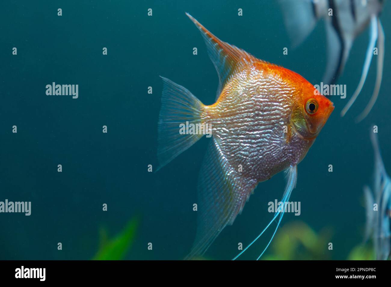 Angel fish also known as Pygmy angelfish, are a popular species of ...