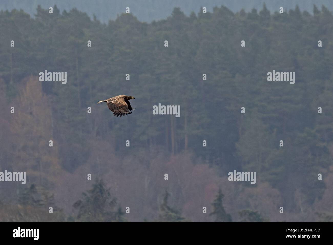 White tailed eagles england hi-res stock photography and images - Alamy