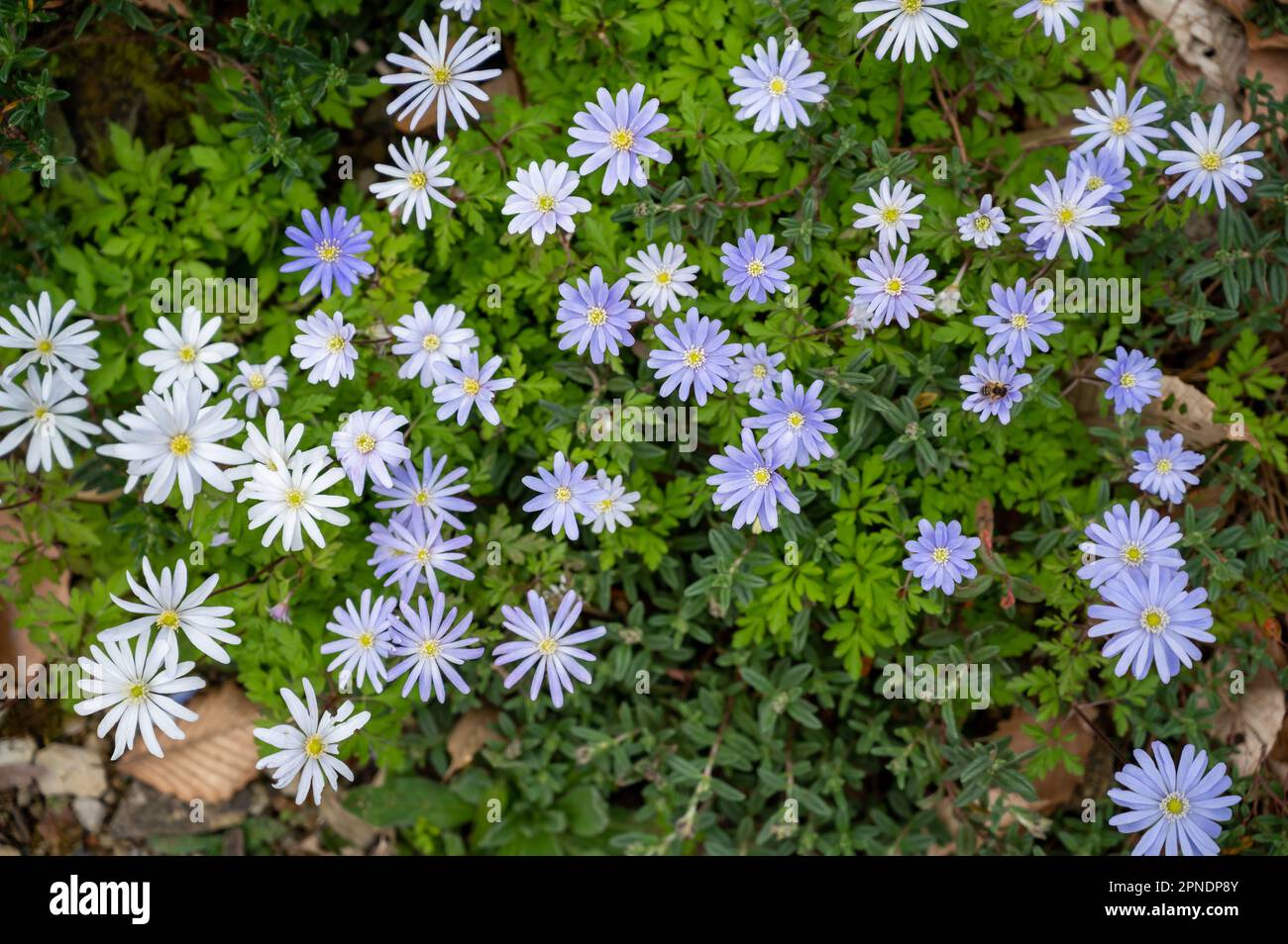 Cluster of vibrant blue flowers hi-res stock photography and images - Alamy