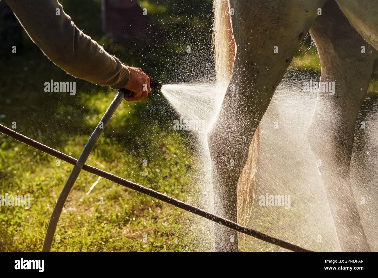 Sun shines to water spraying form hose to horse legs during cleaning ...