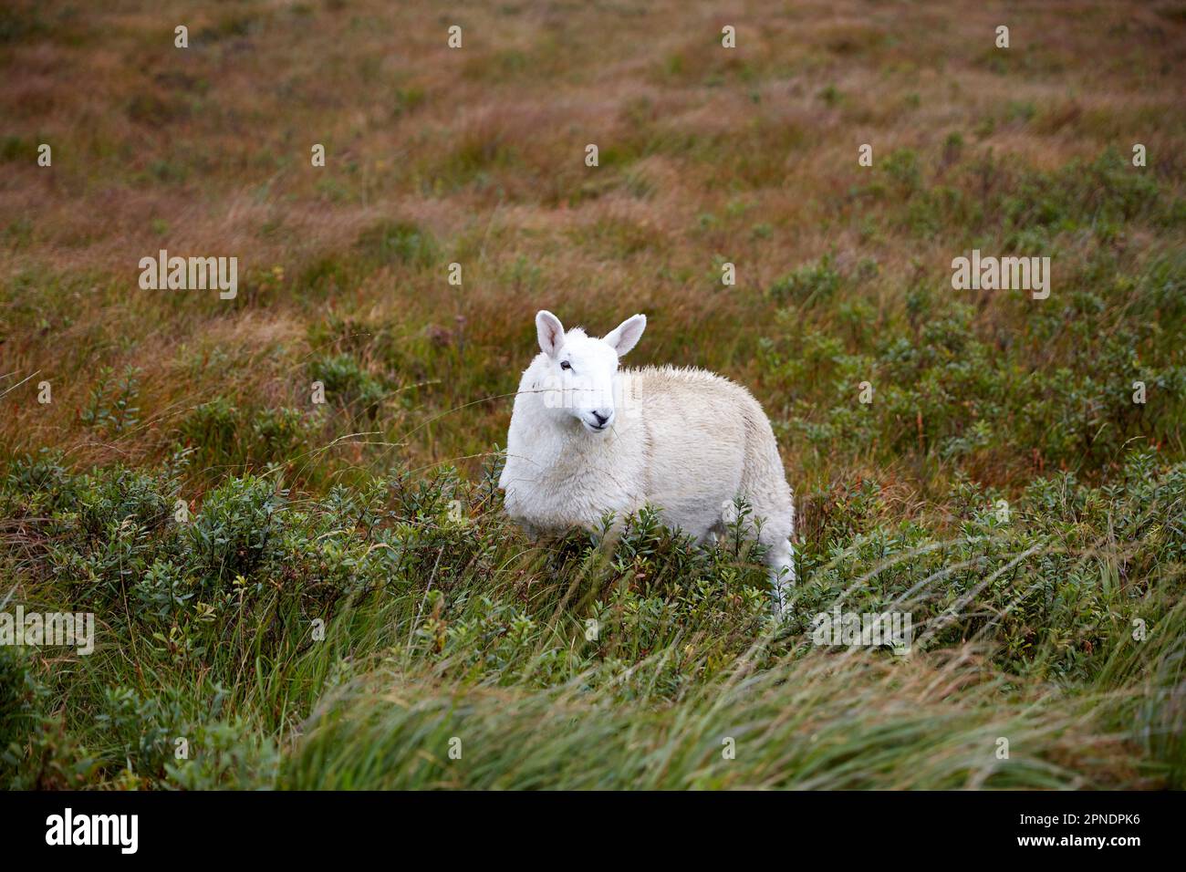 Sheep in field isle of skye highlands scotland uk Stock Photo - Alamy