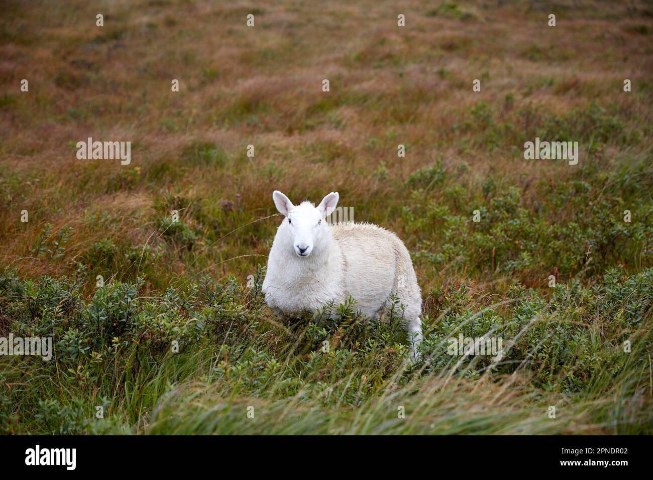Sheep in field, isle of skye, scotland, uk Stock Photo - Alamy