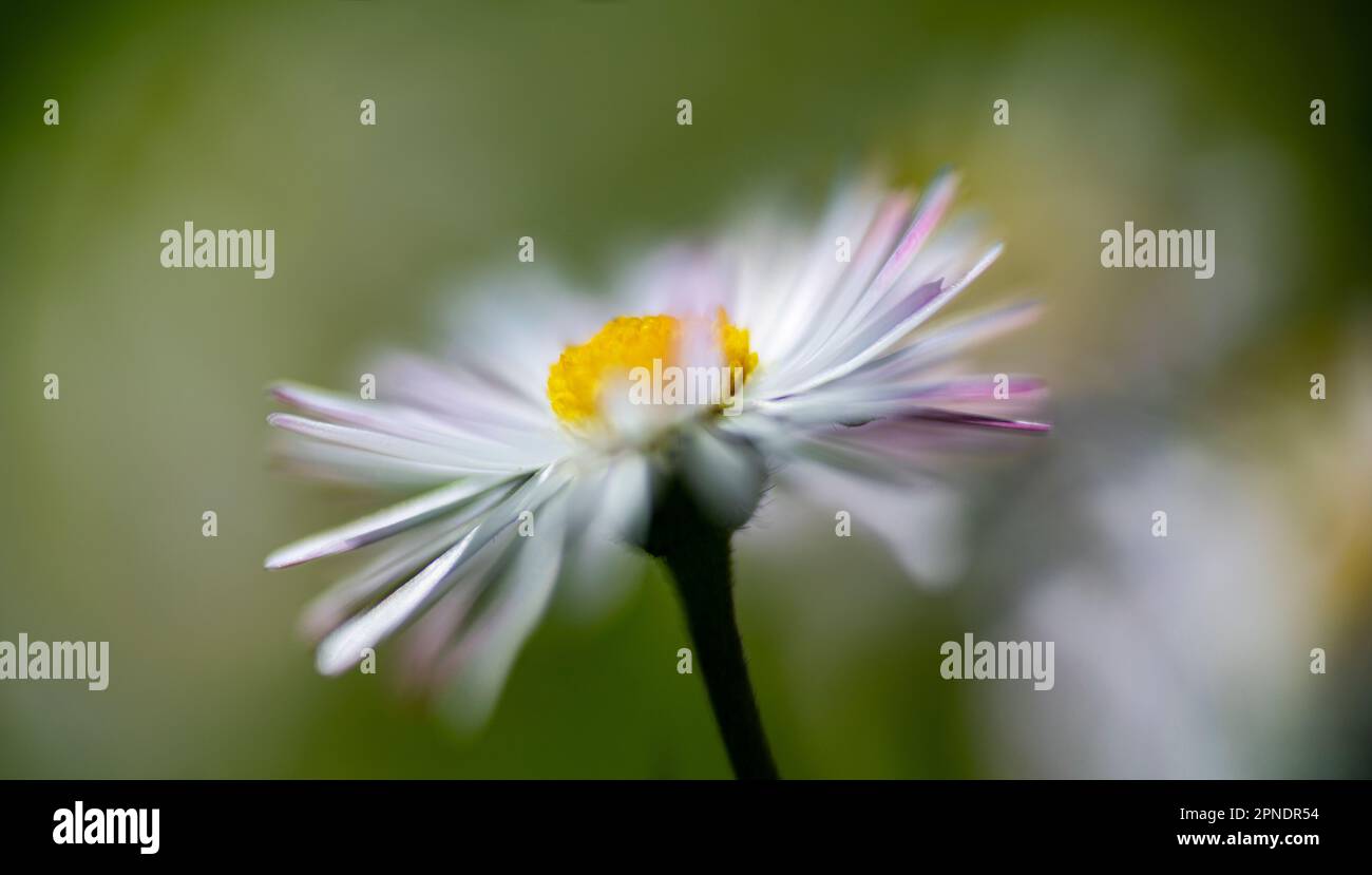 A daisy flower ground as a wildflower in grasses, photographed in macro ...