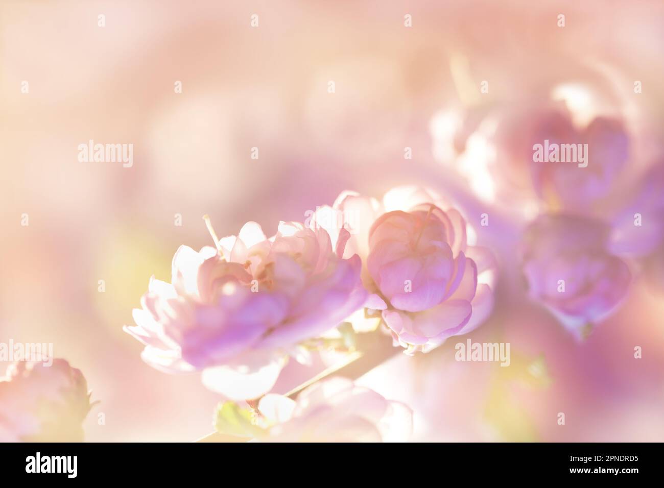 Defocused floral pastel background. Bokeh spring flowers Stock Photo ...