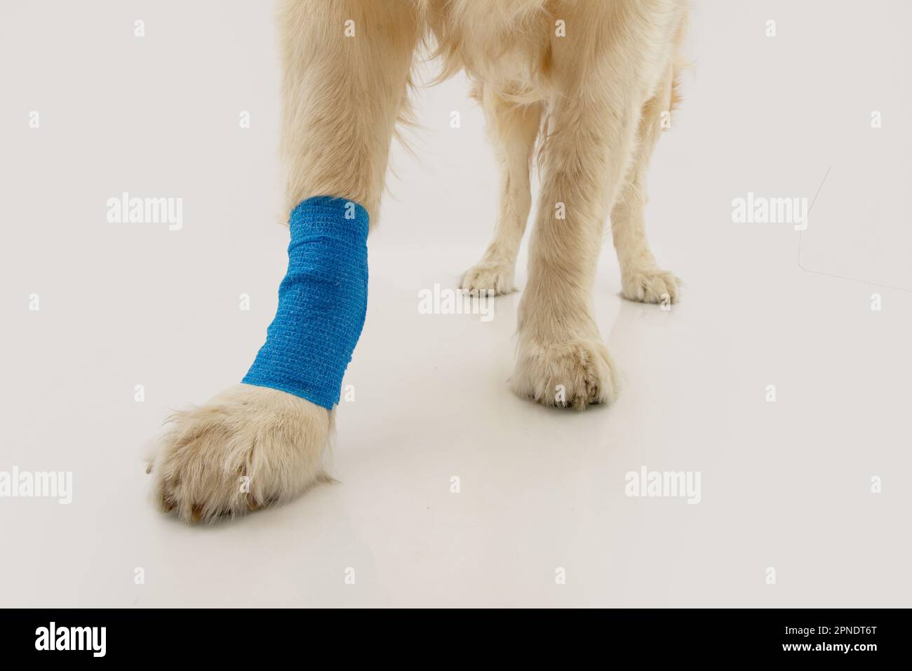 Close up puppy dog leg with a blue bandage. Isolated on white ...