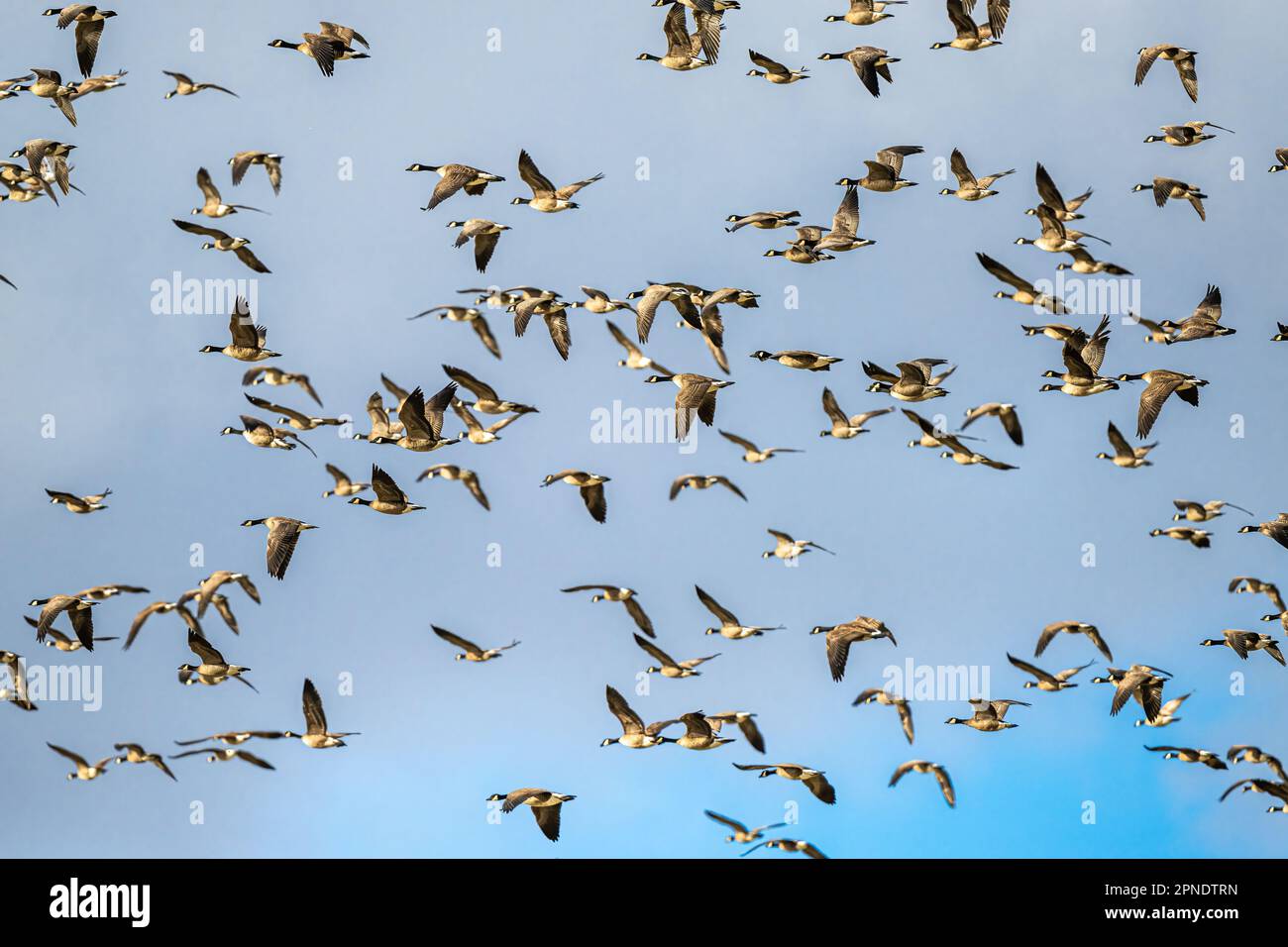 Migrating Cackling Geese (Branta hutchinsii Stock Photo - Alamy