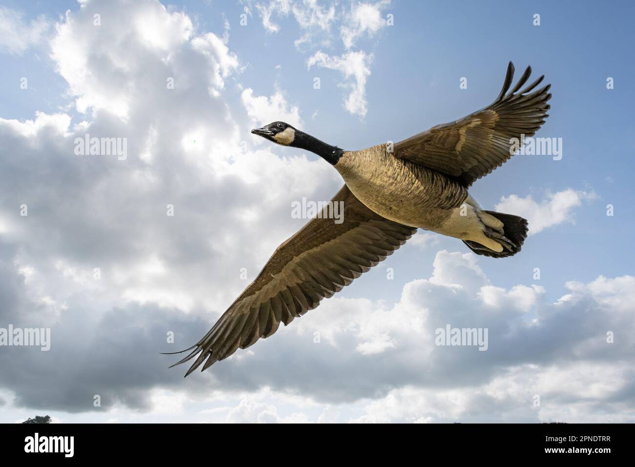 Migrating Cackling Goose (Branta hutchinsii) in Flight Stock Photo - Alamy
