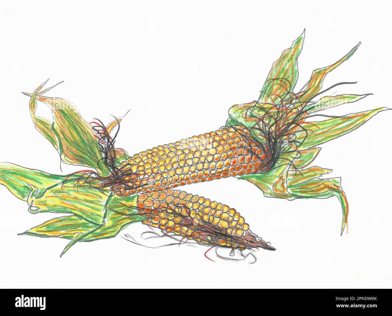 Corn plant drawing hi-res stock photography and images - Alamy