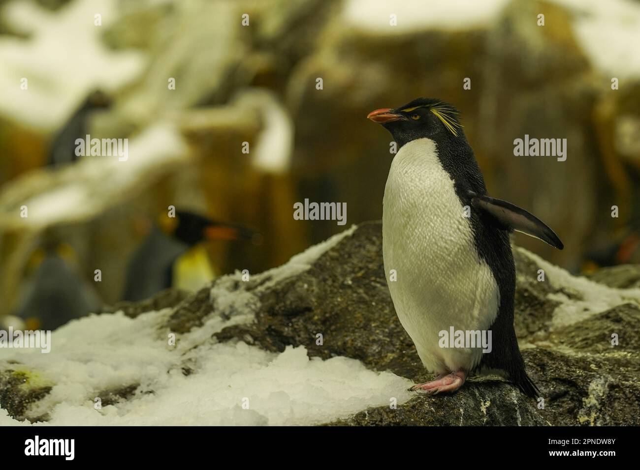 Wise australia hi-res stock photography and images - Alamy