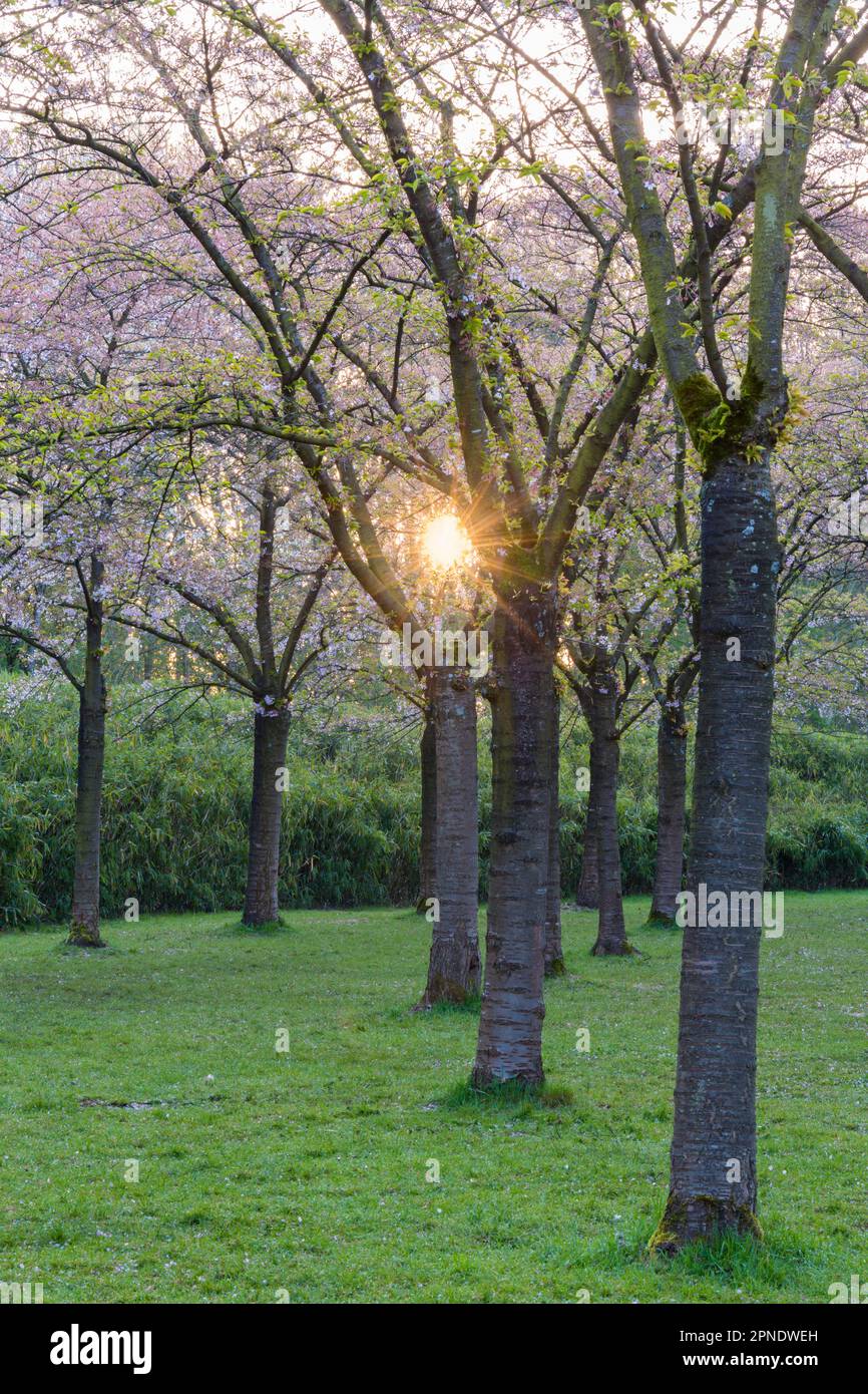 Cherry Blossom trees at Japanese cherry orchard in Amsterdamse Bos ...
