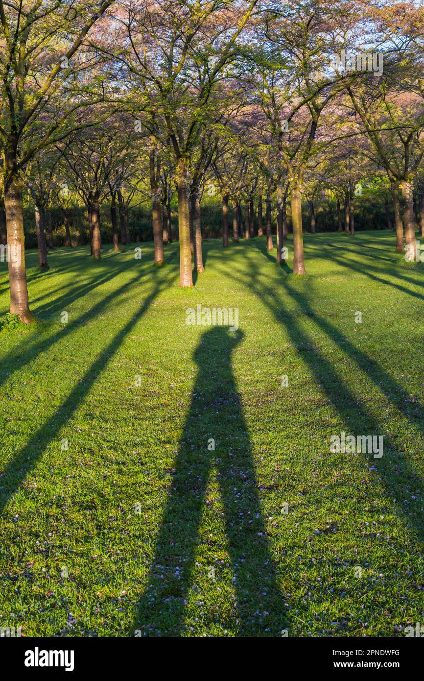 Cherry Blossom trees at Japanese cherry orchard in Amsterdamse Bos ...