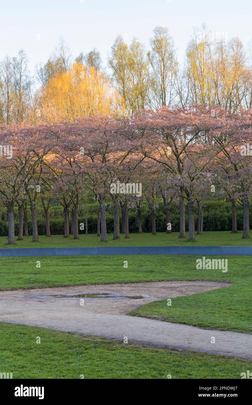 Cherry Blossom trees at Japanese cherry orchard in Amsterdamse Bos ...
