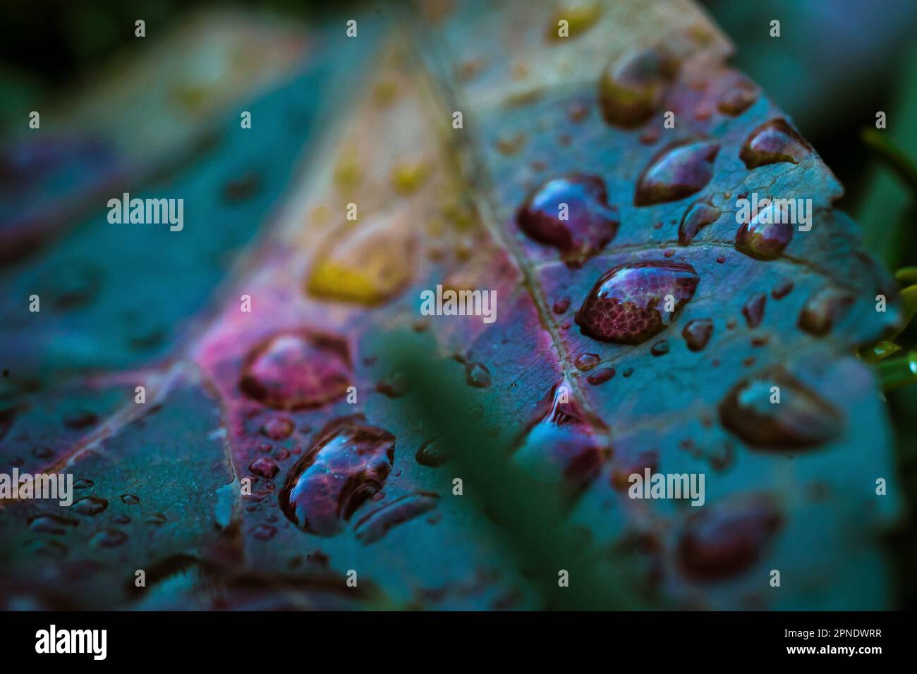 Leaf rain water drips macrophotography. Shot on Sony a7sii with a Sigma ...