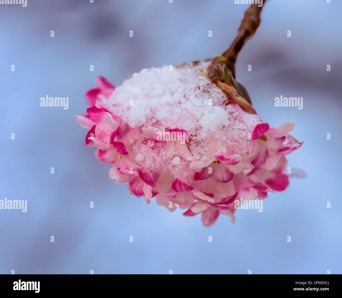 Farrer`s viburnum hi-res stock photography and images - Alamy