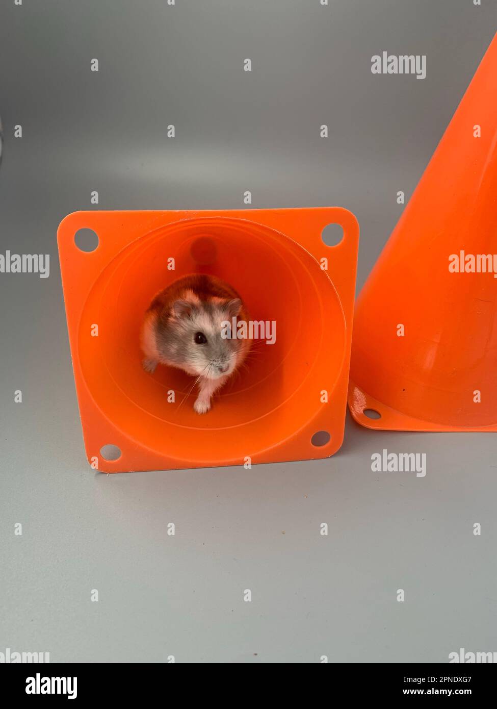 Adorable brown hamster sitting inside of a bright orange cone ...