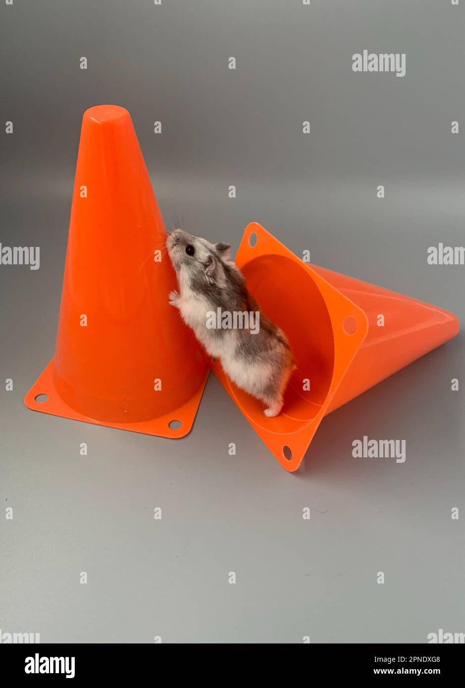 Hamster sniffing hi-res stock photography and images - Alamy