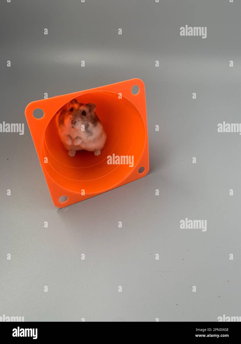 Adorable brown hamster sitting inside of a bright orange cone ...