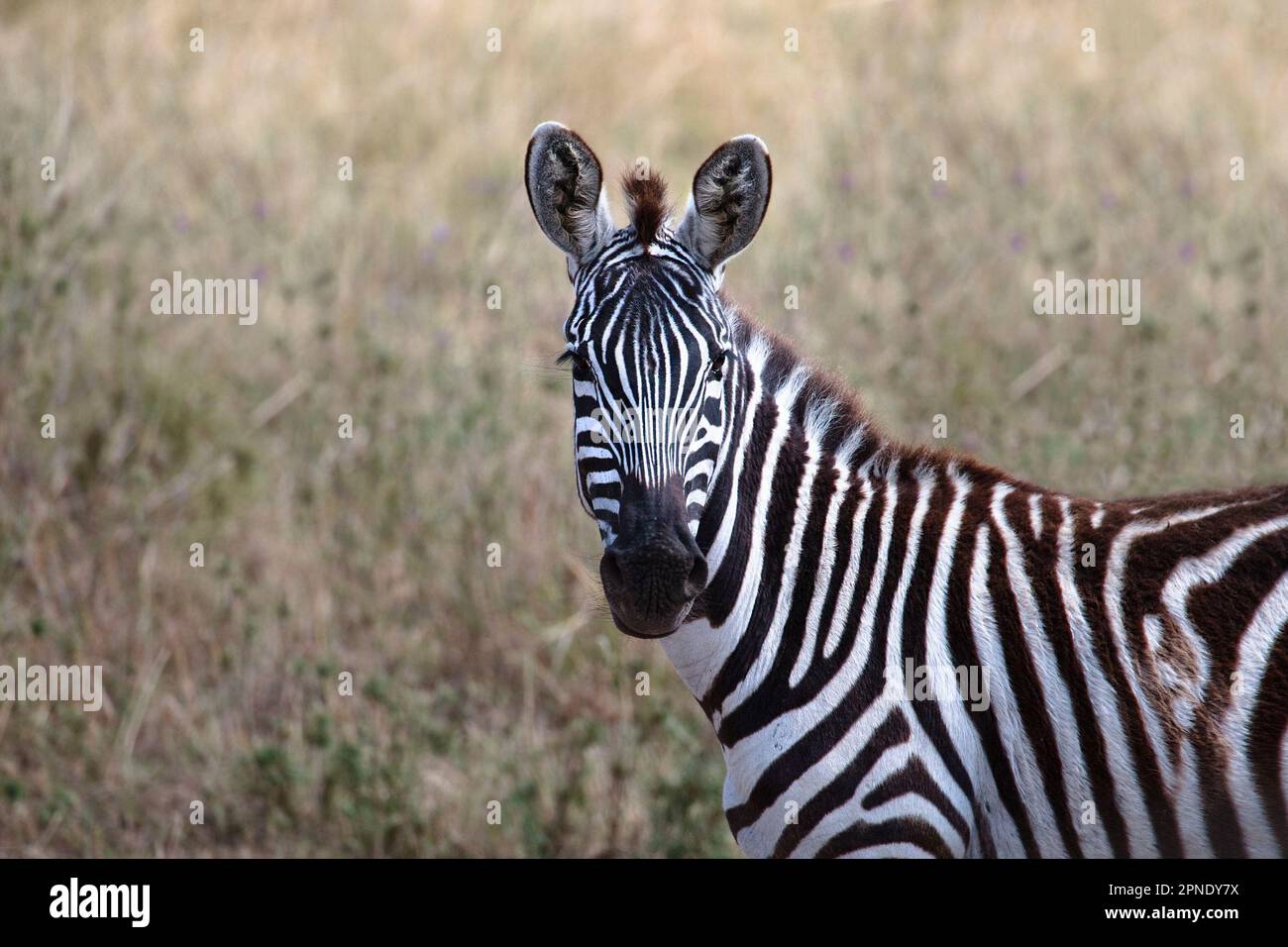 Zebra looking towards camera hi-res stock photography and images - Alamy
