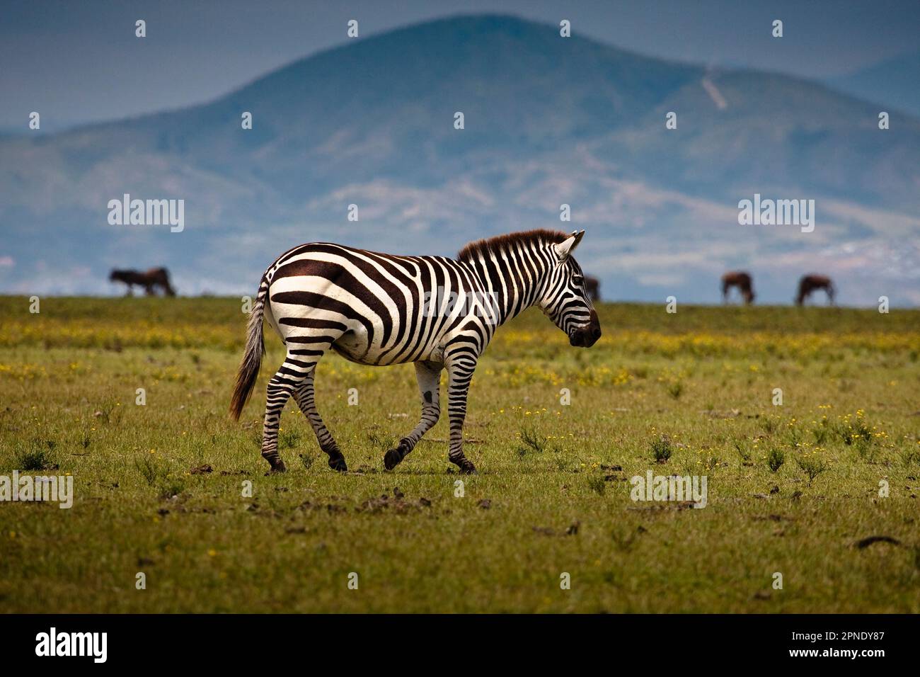 Zebra walking across the plain hi-res stock photography and images - Alamy