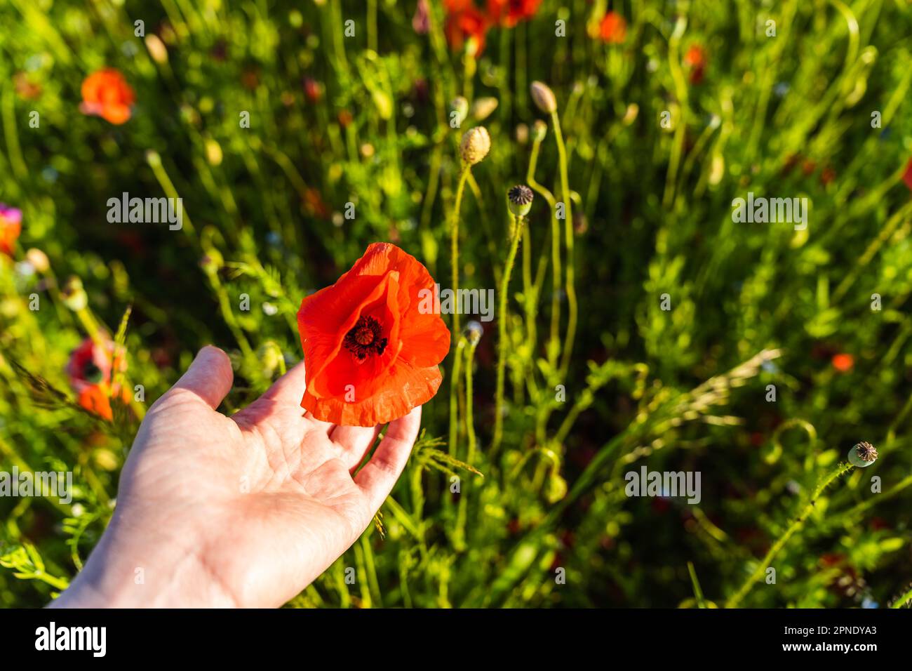 Womans hand touching rose female hi-res stock photography and images ...