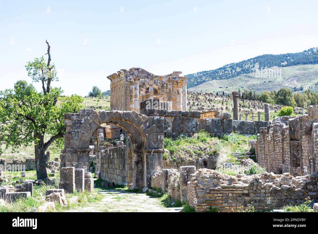 View of (Temple of Gens Septimia) in the ancient city of Cuicul-Djemila ...
