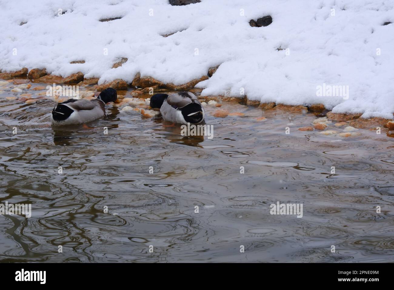 Beautiful swimming hole hi-res stock photography and images - Alamy