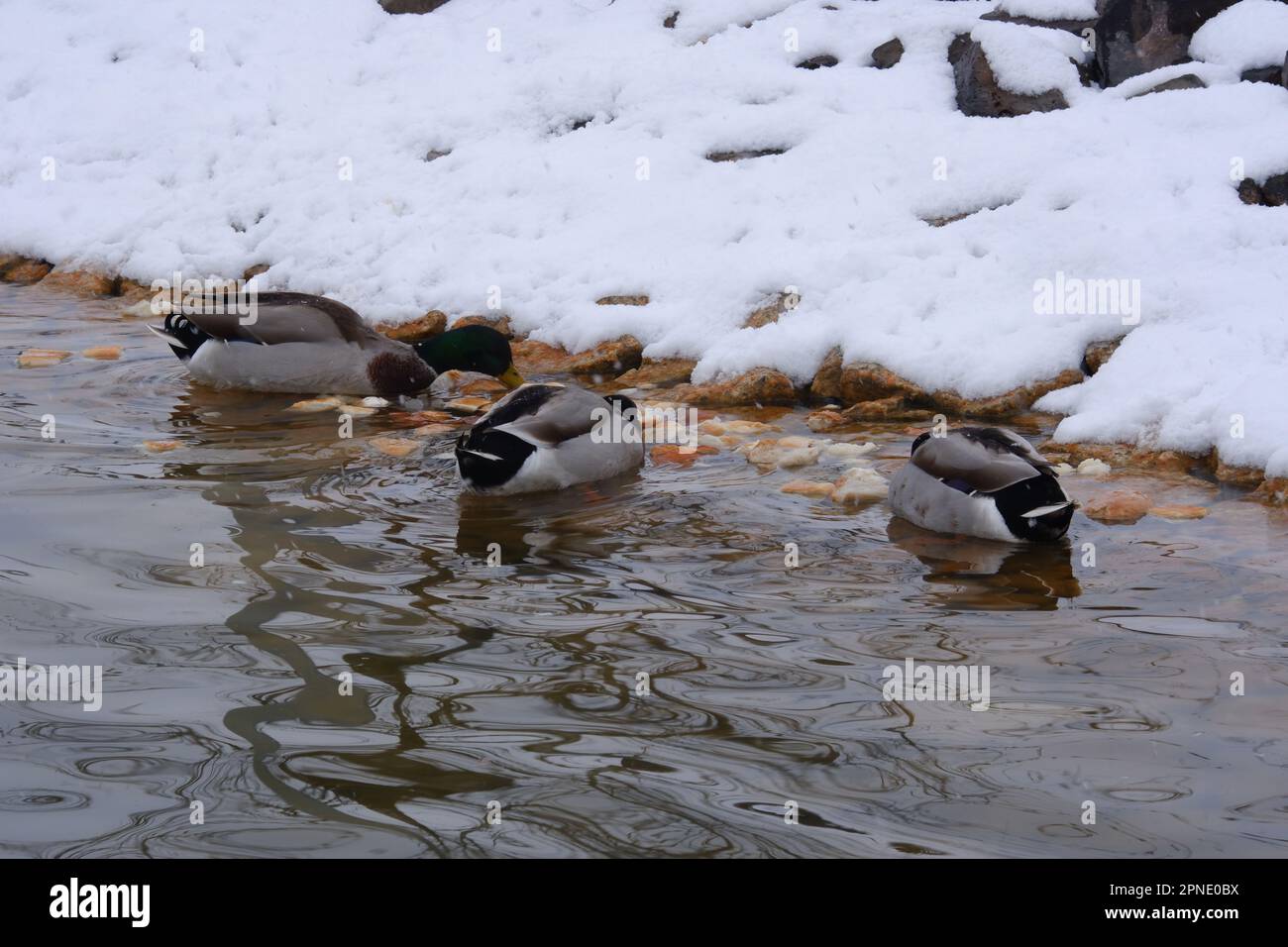 Winter swimming duck hi-res stock photography and images - Alamy