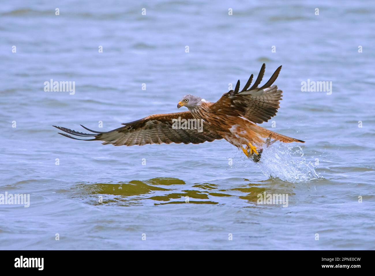 Red kite (Milvus milvus) in flight catching fish with talons from lake ...