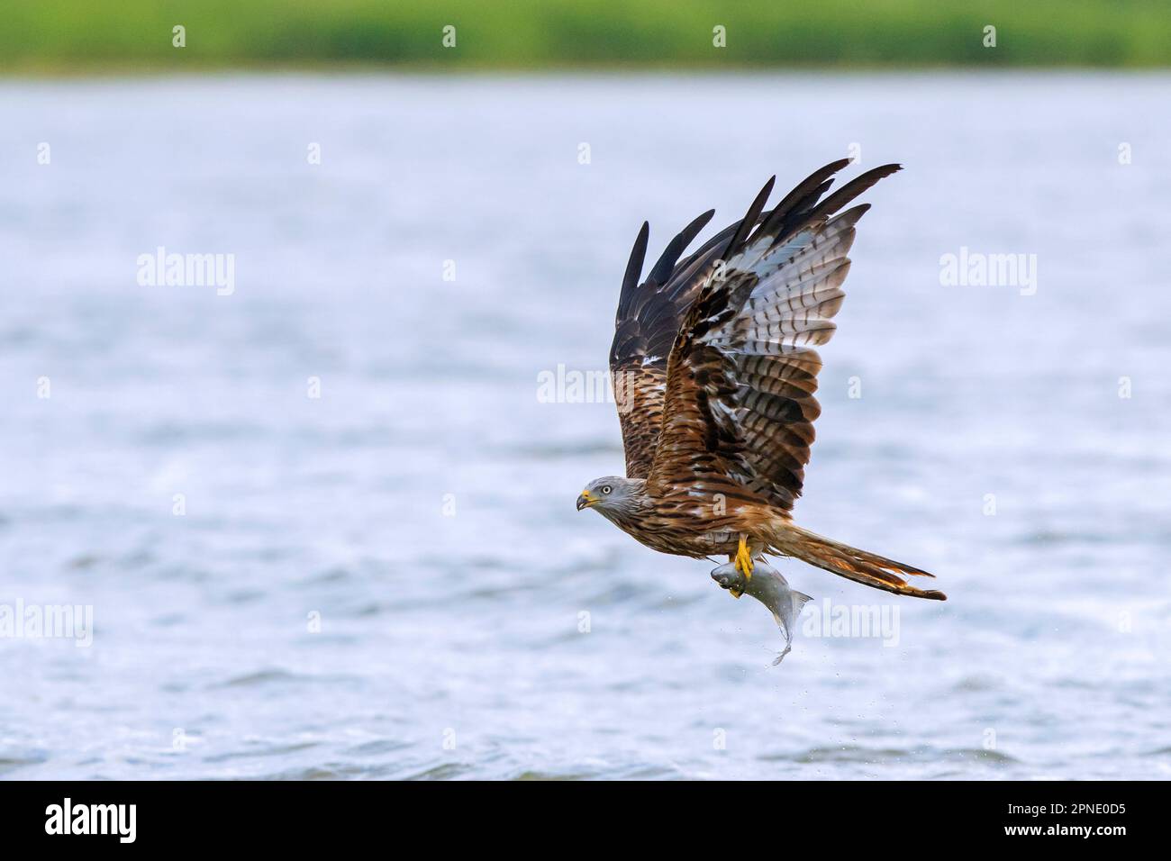 Red kite (Milvus milvus) in flight catching fish with talons from lake ...