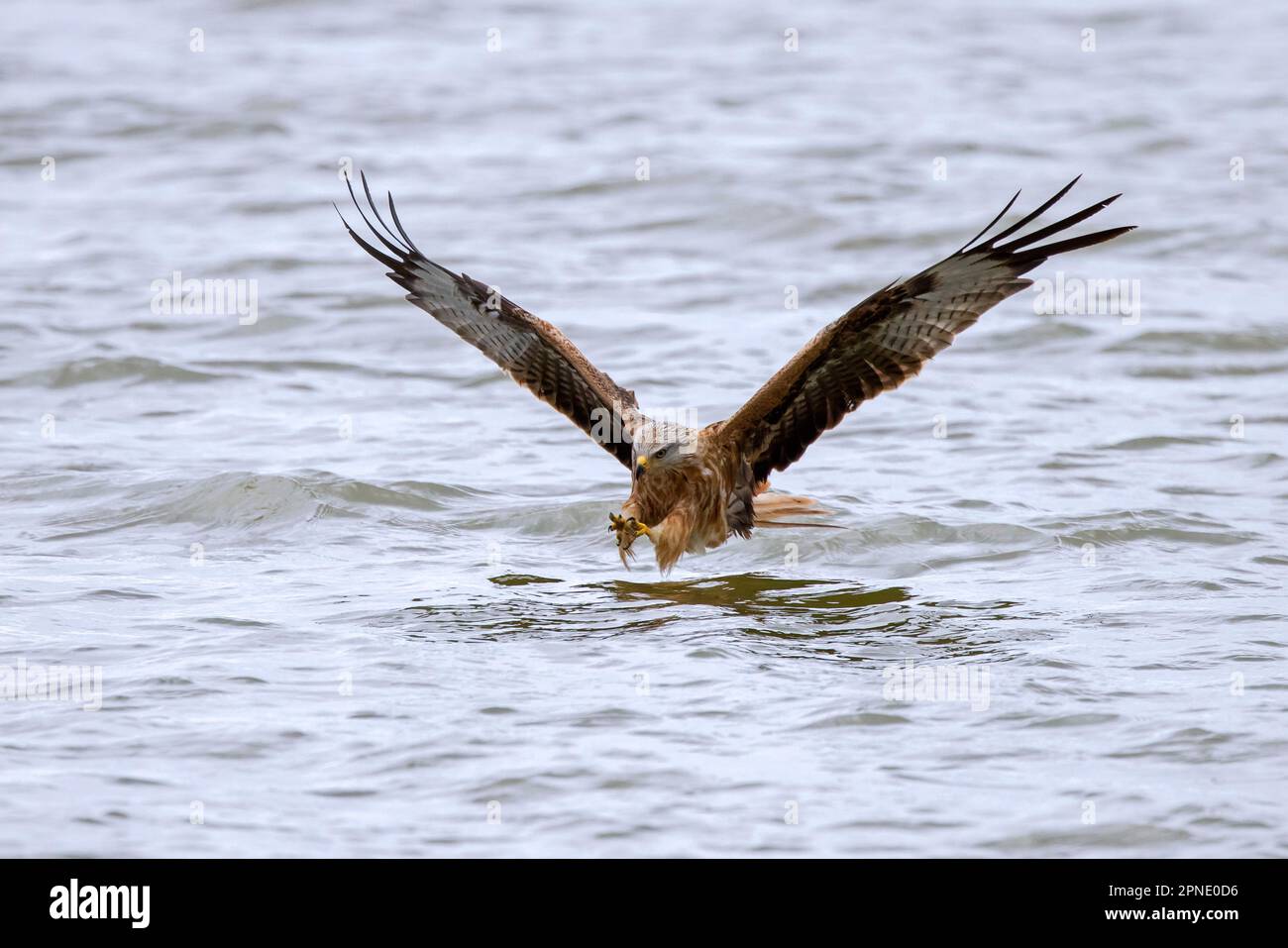 Red kite (Milvus milvus) in flight catching fish with talons from lake ...