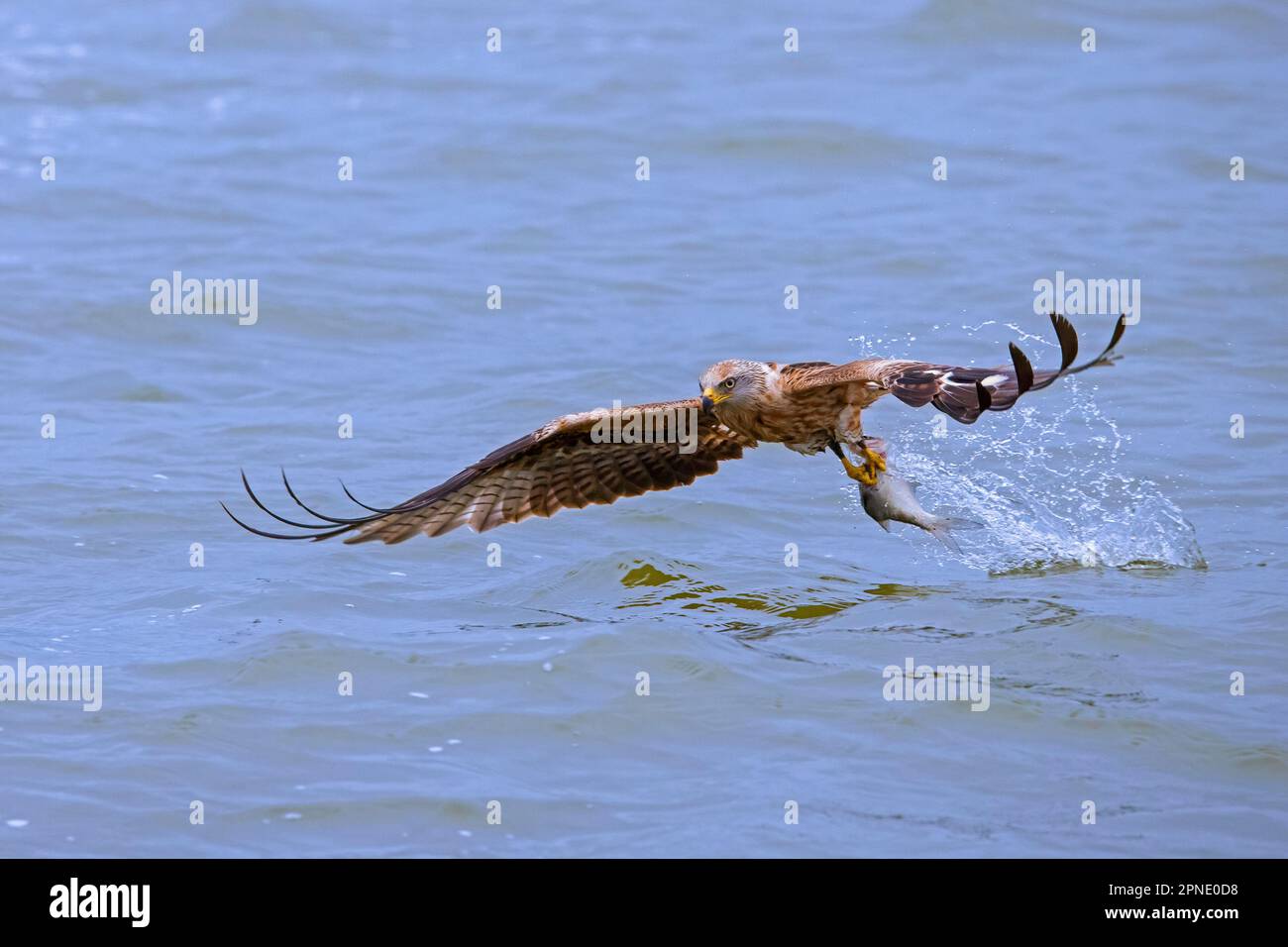 Red kite (Milvus milvus) in flight catching fish with talons from lake ...