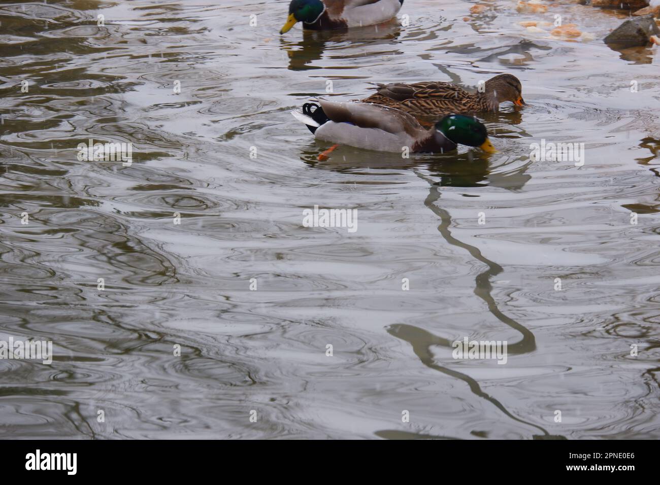 Winter swimming duck hi-res stock photography and images - Alamy