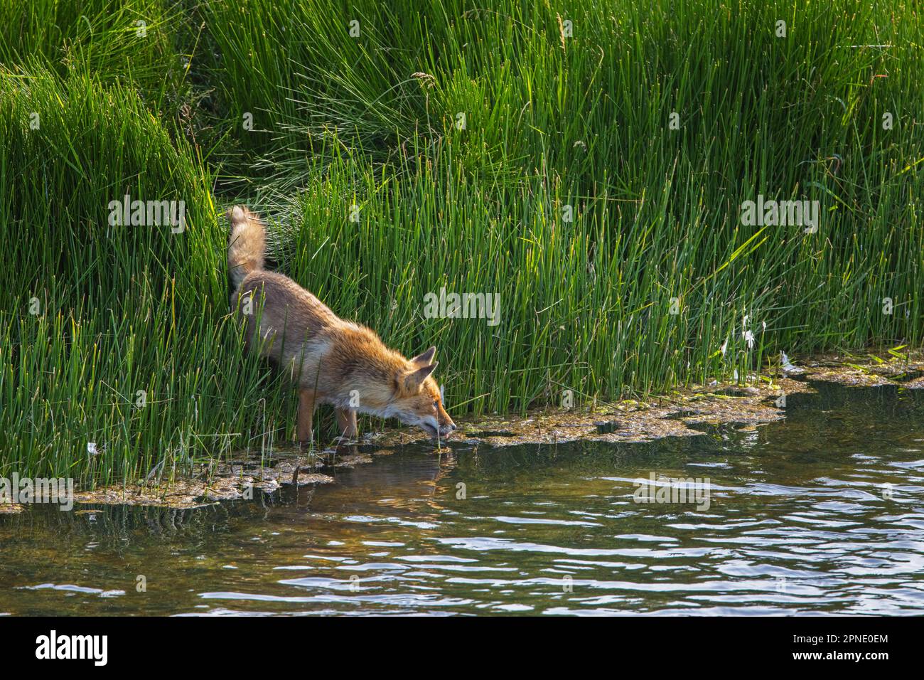 Solitary red fox (Vulpes vulpes) emerging from aquatic plants to drink ...