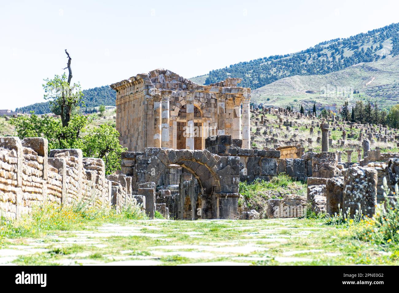 View of (Temple of Gens Septimia) in the ancient city of Cuicul-Djemila ...