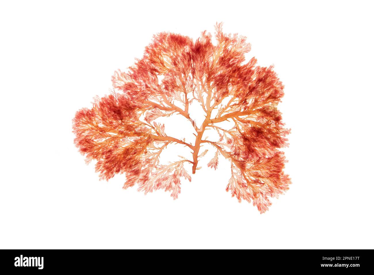 Phycocolloid Cut Out Stock Images & Pictures - Alamy