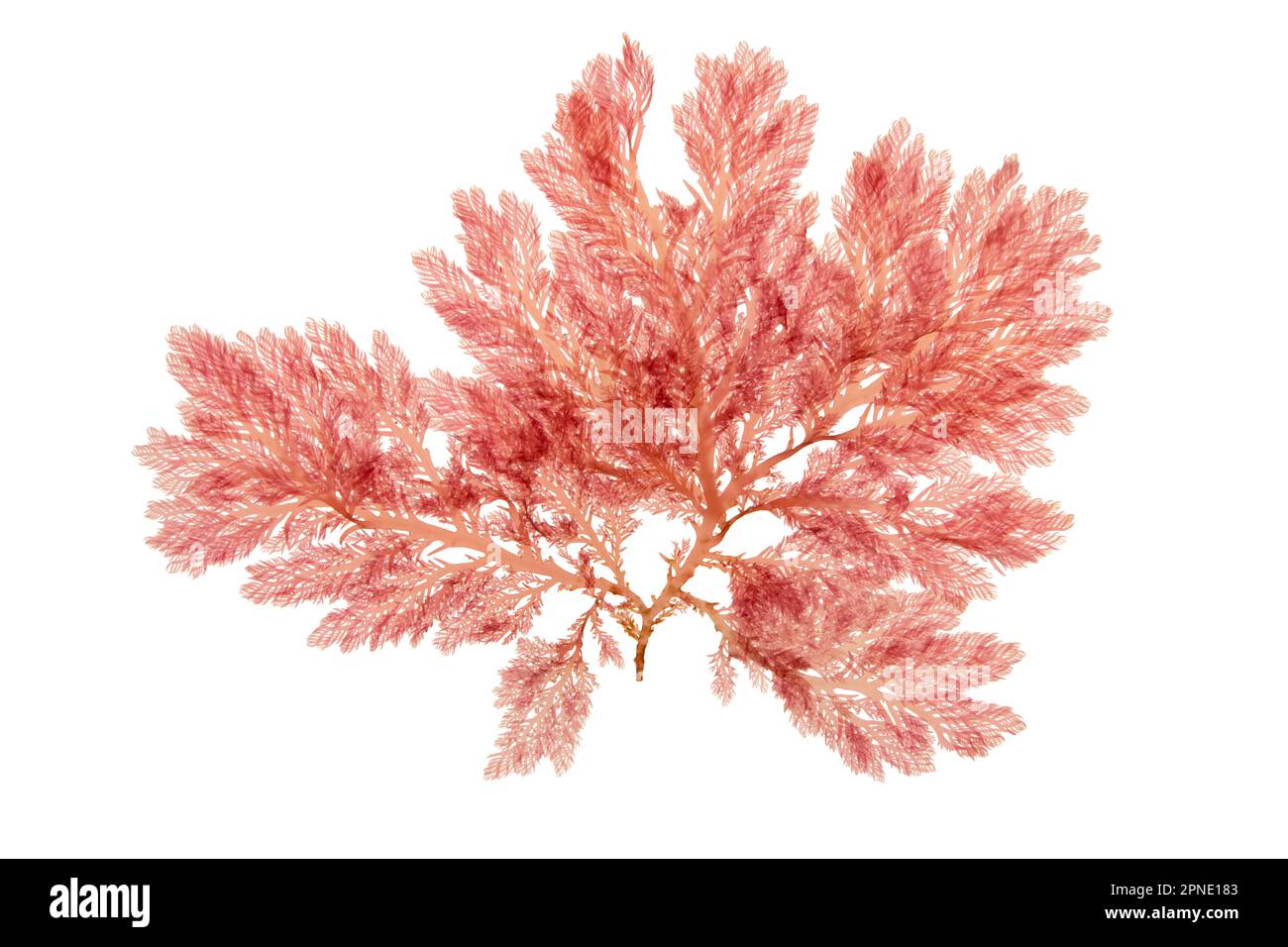 Red algae or rhodophyta branch isolated on white. Red seaweed Stock ...