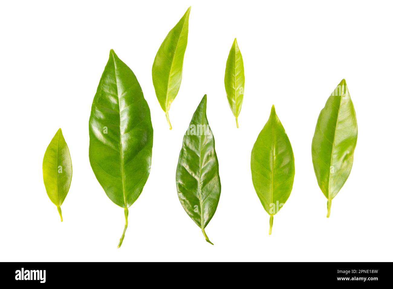 Orange tree green leaves set isolated on white. Citrus foliage Stock ...