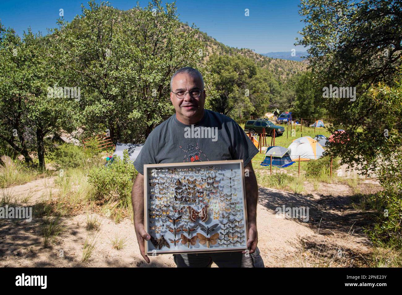 Biologist John Palting shows a collection of stuffed moth insects he ...