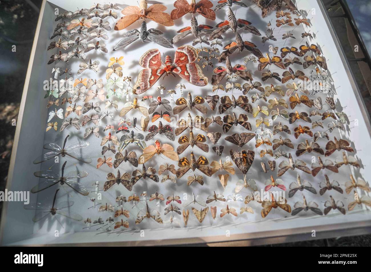 Biologist John Palting shows a collection of stuffed moth insects he ...