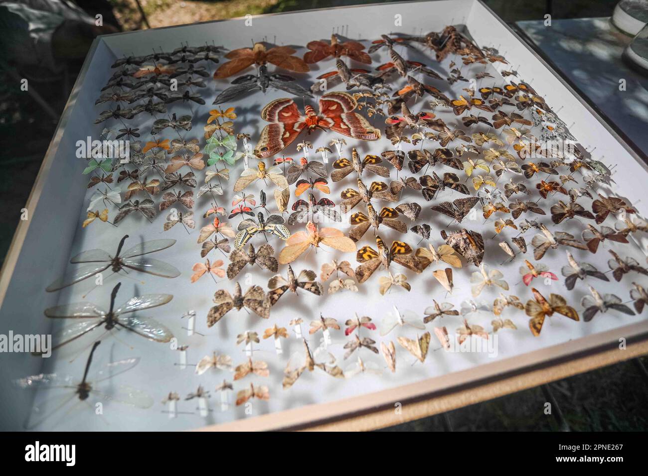 Biologist John Palting shows a collection of stuffed moth insects he ...