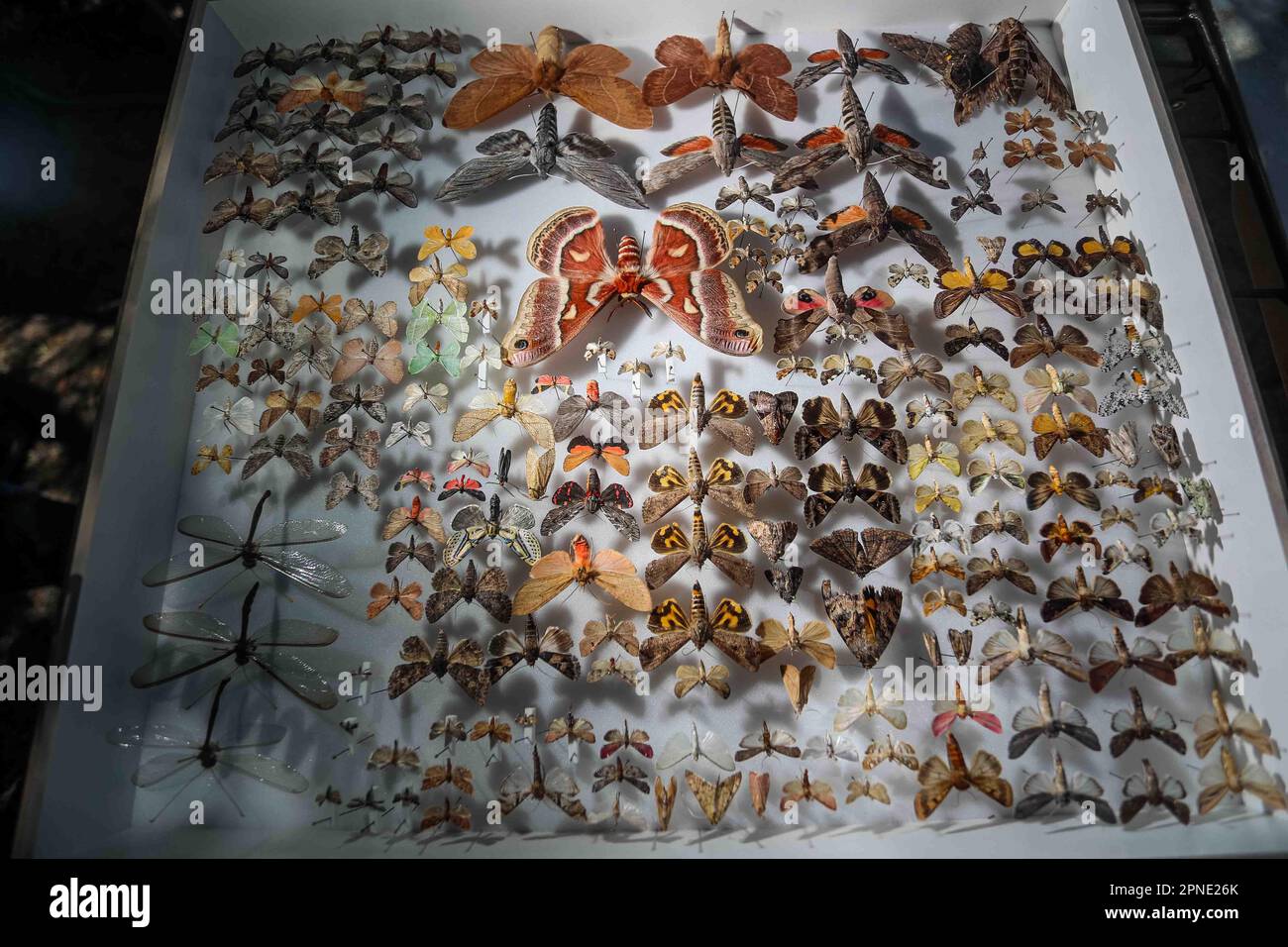 Biologist John Palting shows a collection of stuffed moth insects he ...