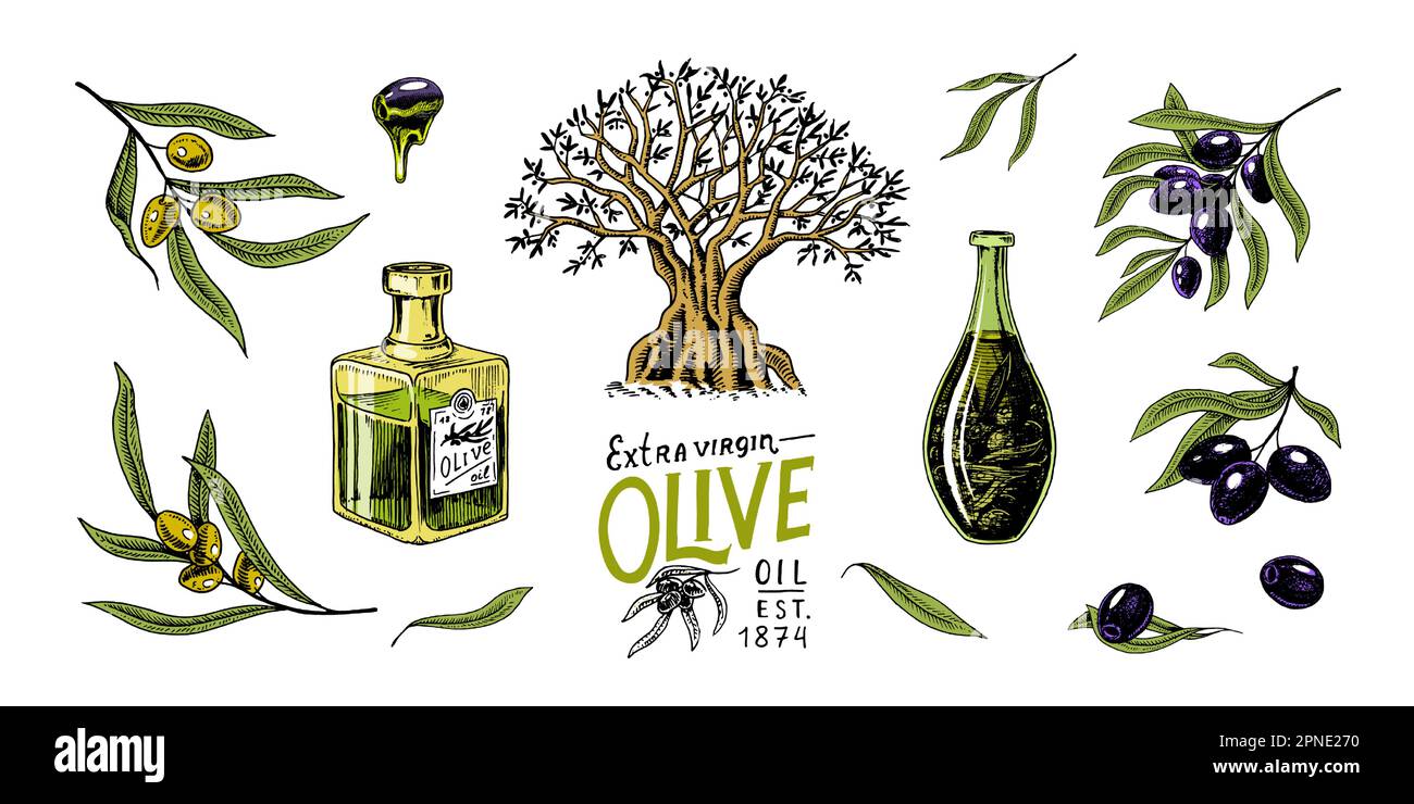 Olive oil and branch of trees. Organic vegetarian product in bottle ...