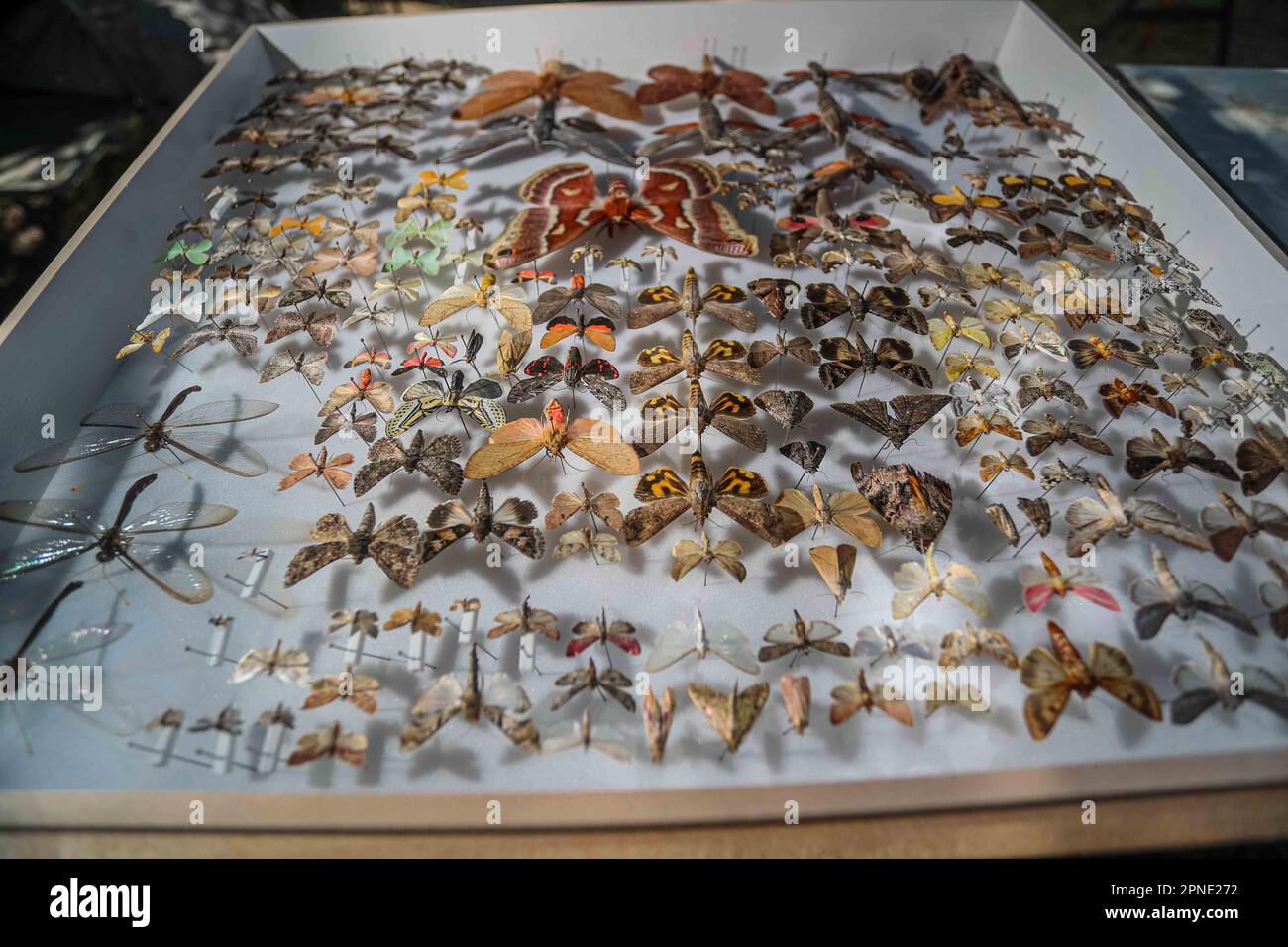 Biologist John Palting shows a collection of stuffed moth insects he ...