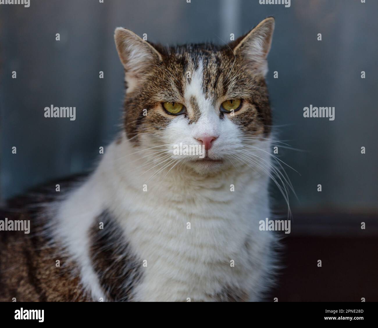 Larry the cat chief mouser to the treasury hi-res stock photography and ...