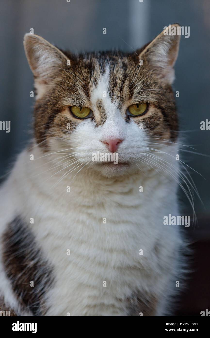 Chief mouser hi-res stock photography and images - Alamy