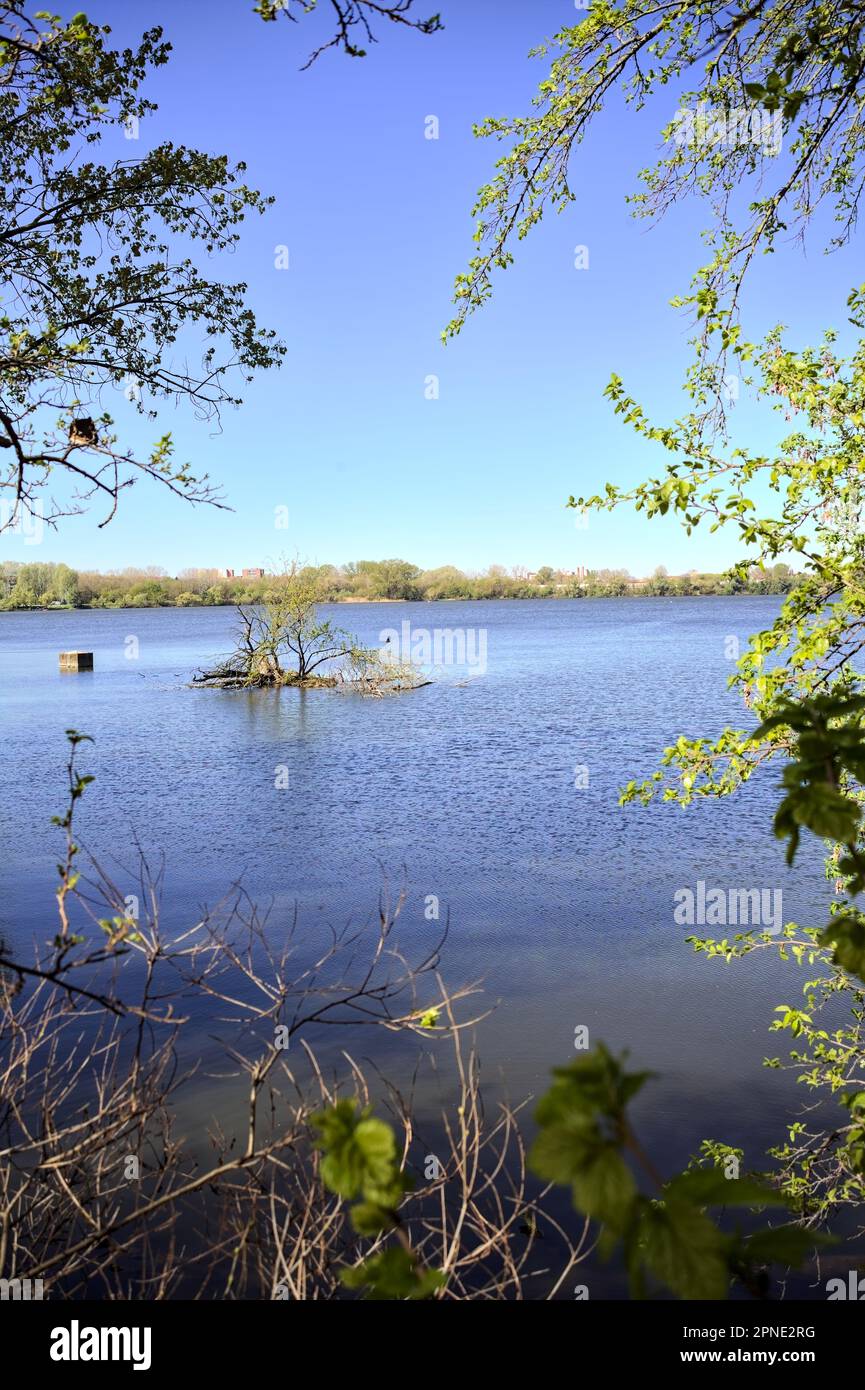 Group of trees in the water next to the lakeshore in a forest framed by ...